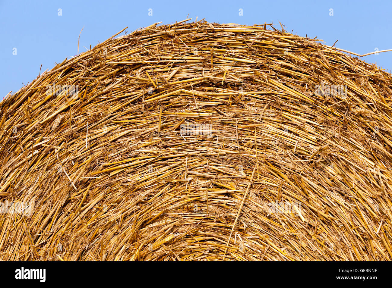 straw in the field Stock Photo - Alamy