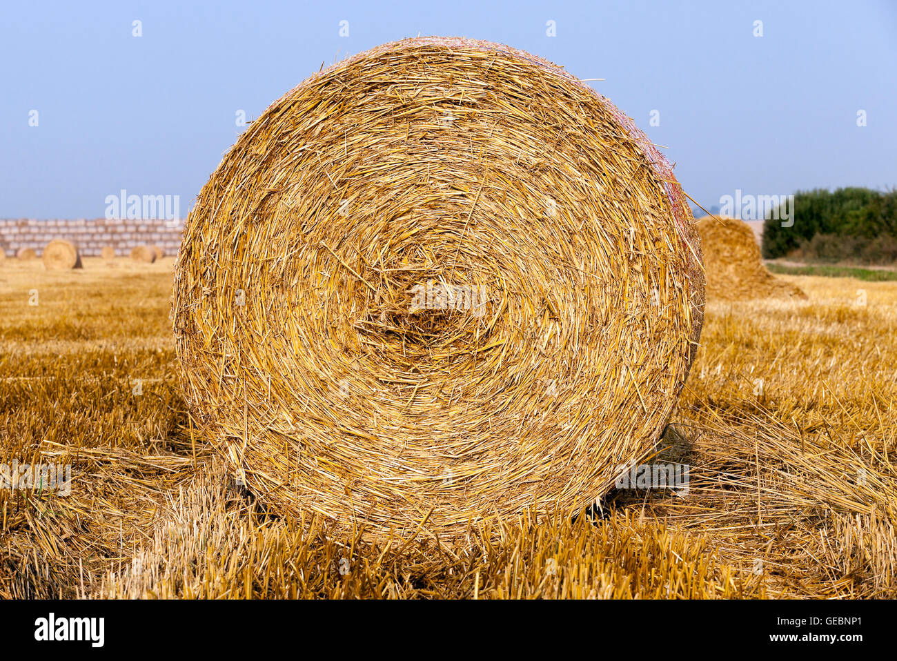 stack of straw in the field Stock Photo - Alamy