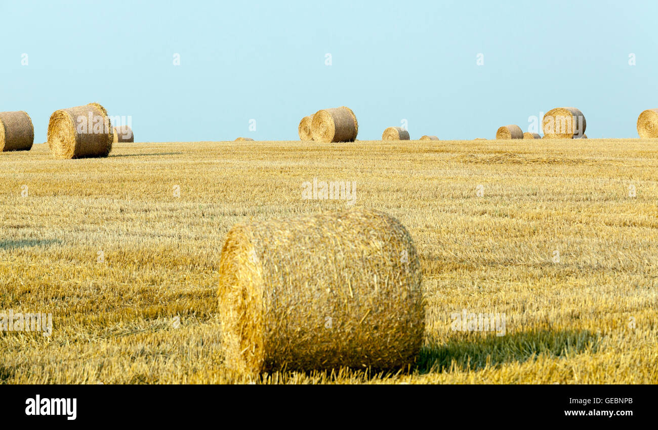 stack of straw in the field Stock Photo - Alamy