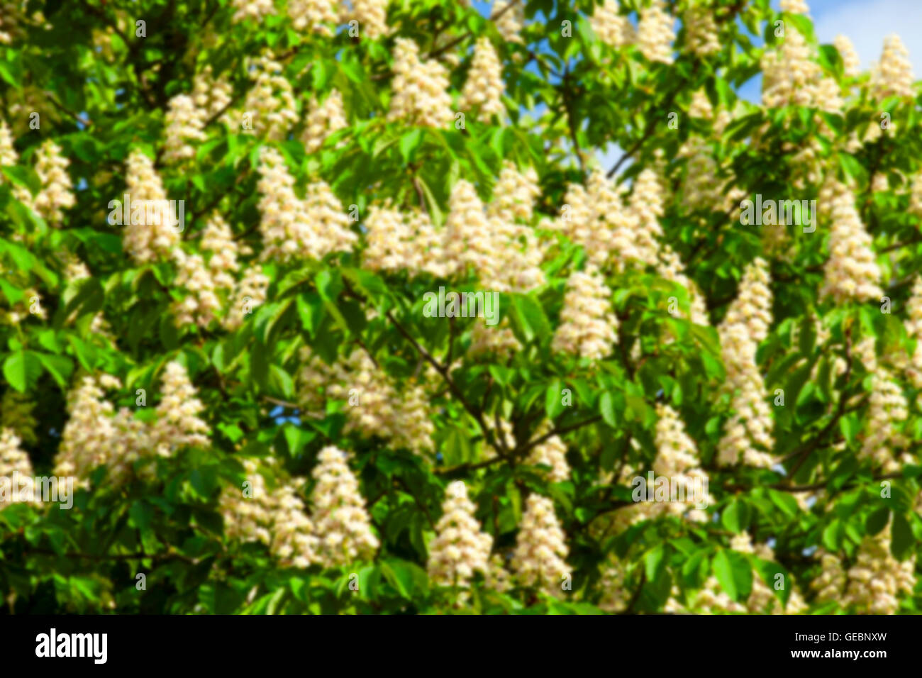 blooming chestnut tree in the spring Stock Photo - Alamy