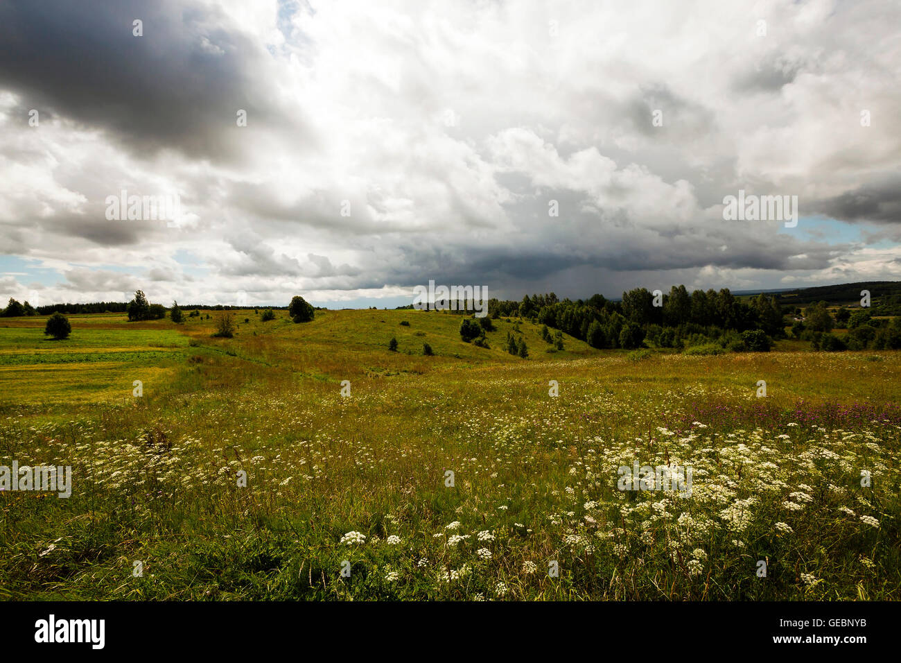 Sparse plant vegetation growth hi-res stock photography and images - Alamy