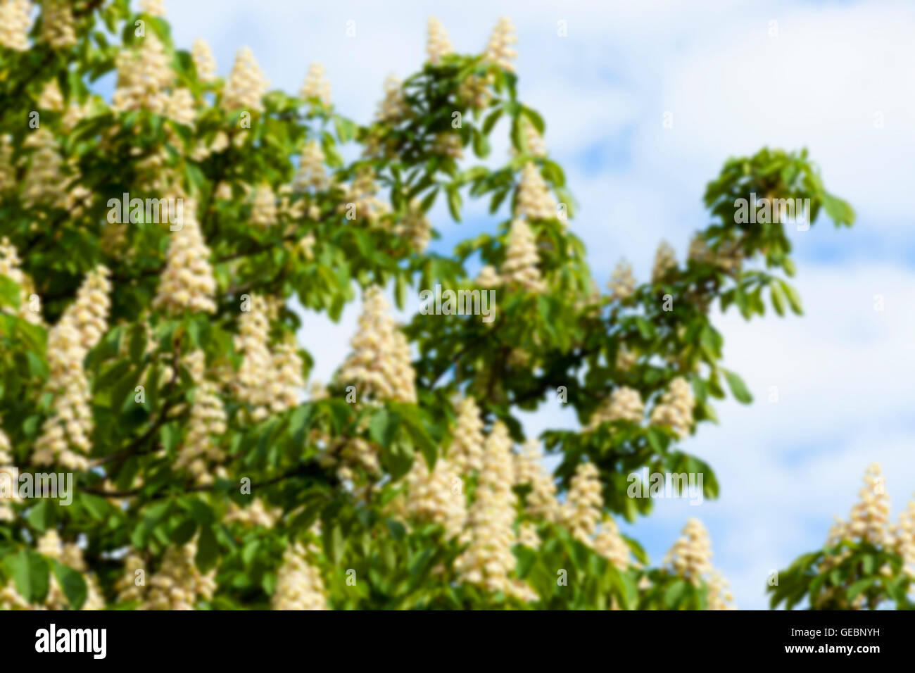 blooming chestnut tree in the spring Stock Photo - Alamy
