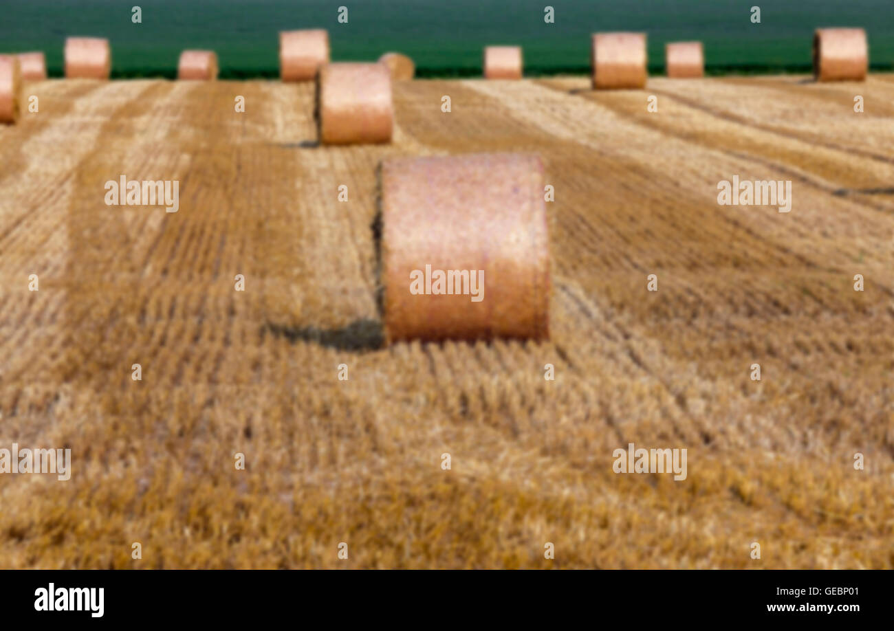 haystacks in a field of straw Stock Photo - Alamy