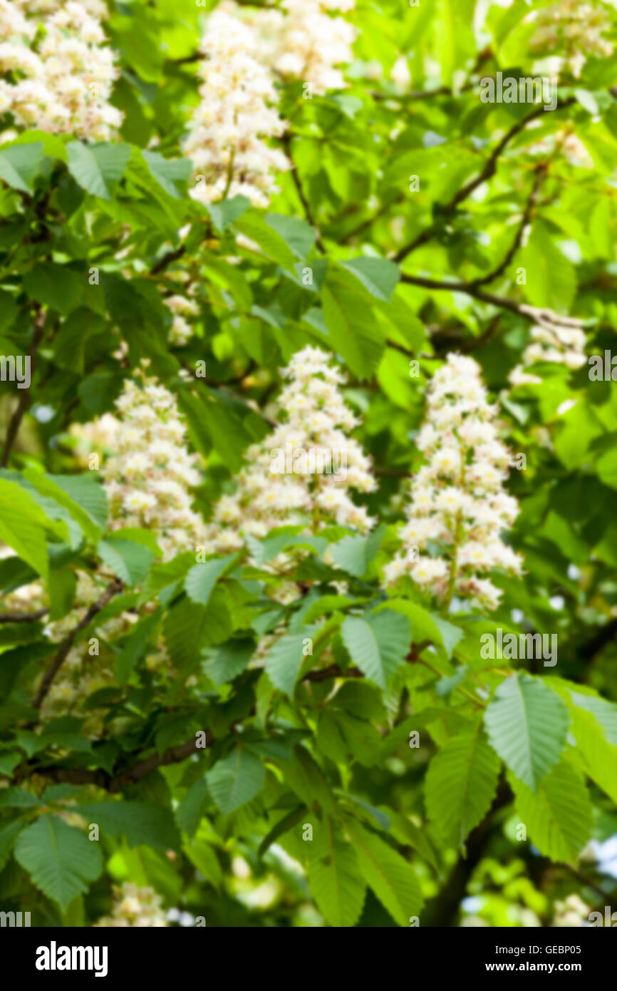 blooming chestnut tree in the spring Stock Photo - Alamy