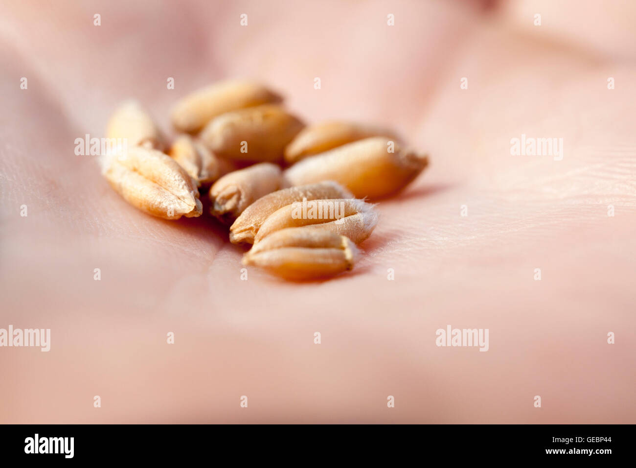 mature wheat grains, close-up Stock Photo - Alamy
