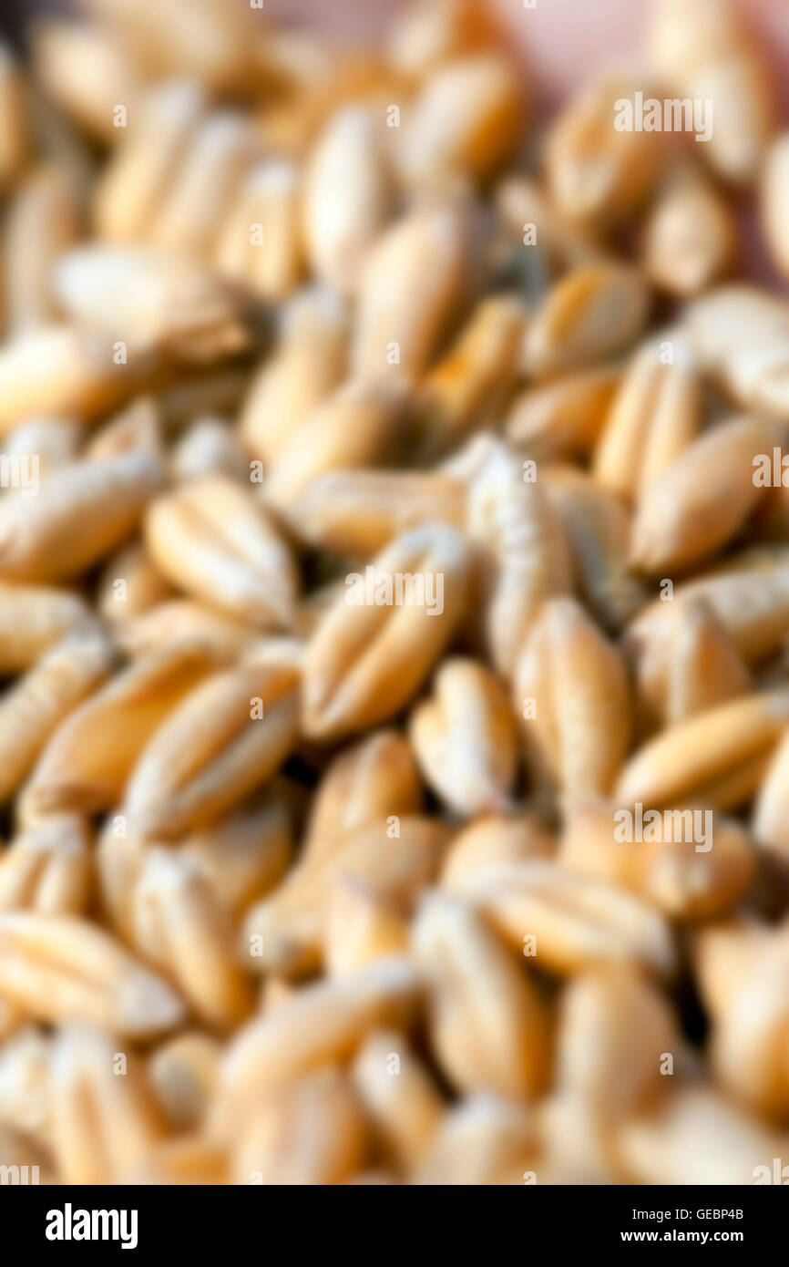 wheat, close up Stock Photo - Alamy