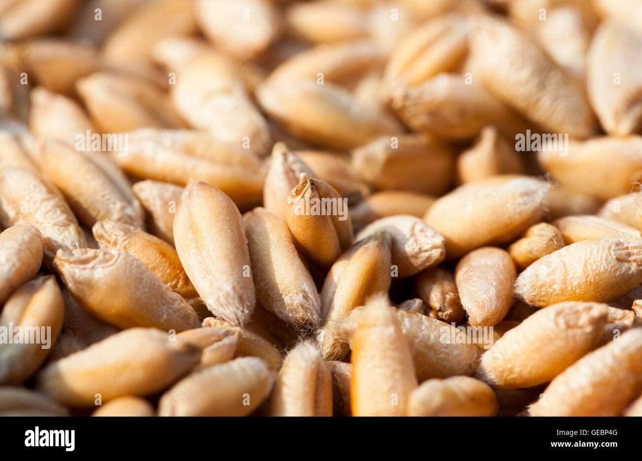 mature wheat grains, close-up Stock Photo - Alamy