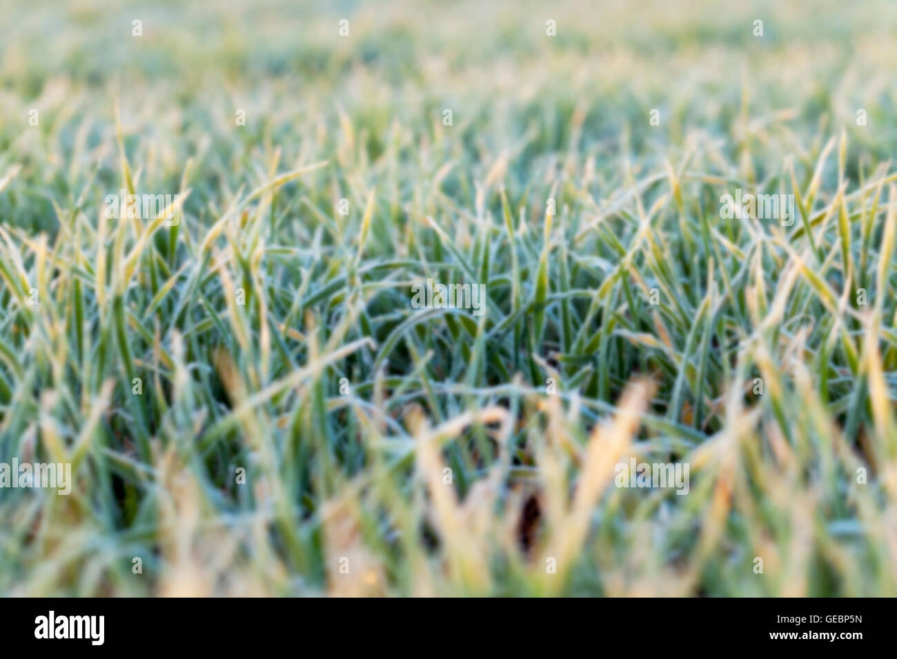 wheat during frost Stock Photo - Alamy