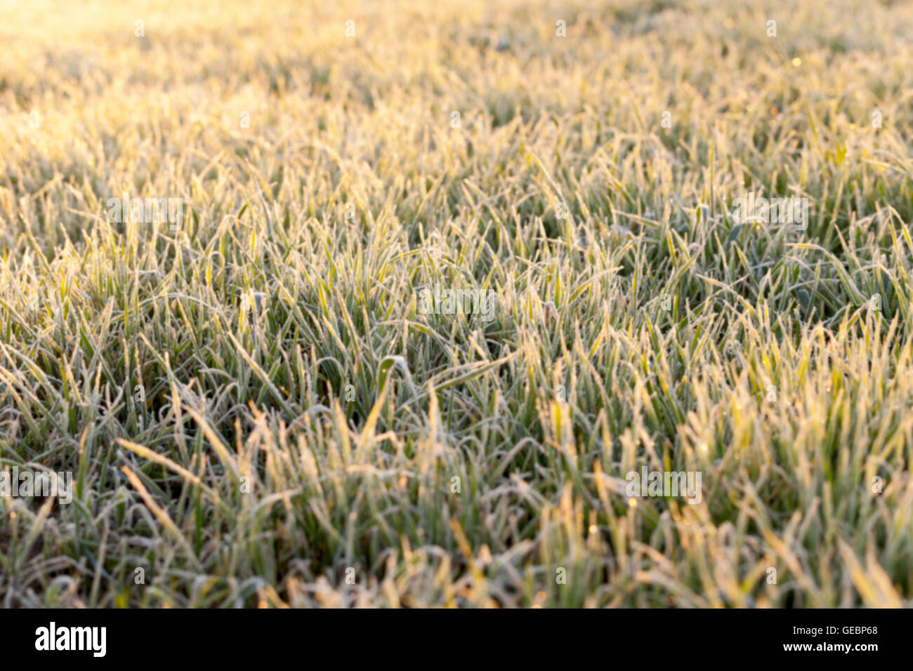 Wheat field on cold hi-res stock photography and images - Alamy