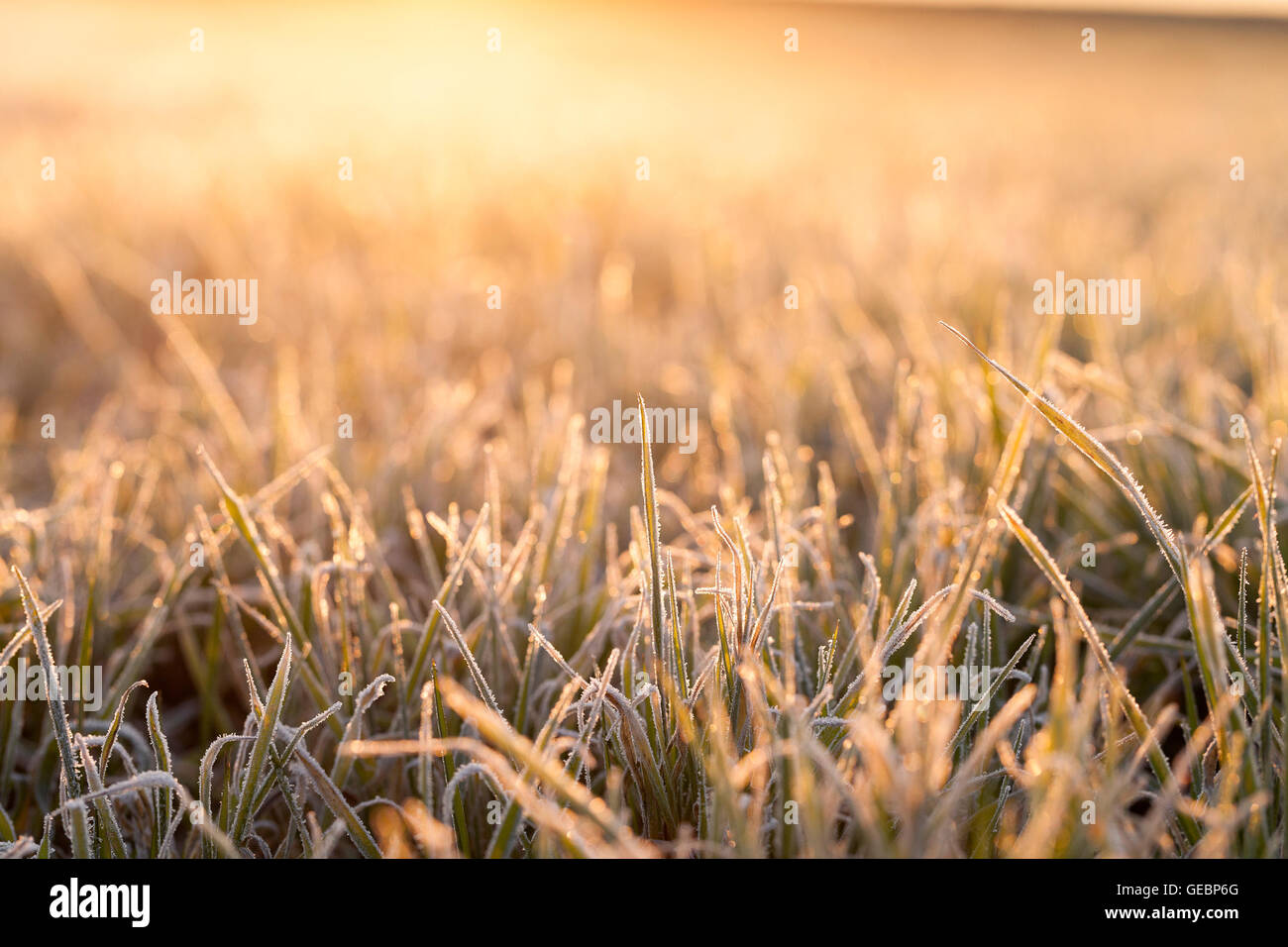 wheat during frost Stock Photo - Alamy