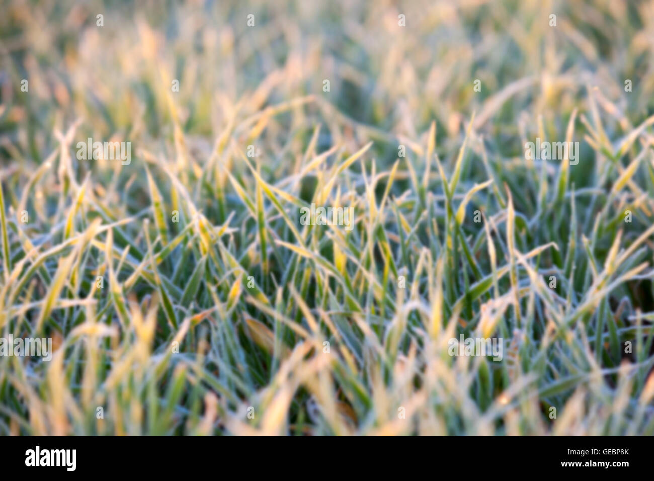 wheat during frost Stock Photo - Alamy