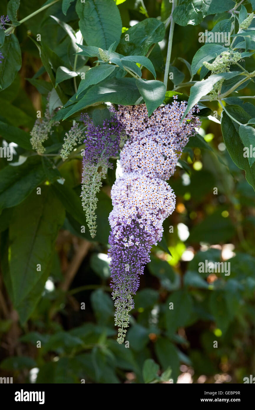 Buddleia davidii hi-res stock photography and images - Alamy