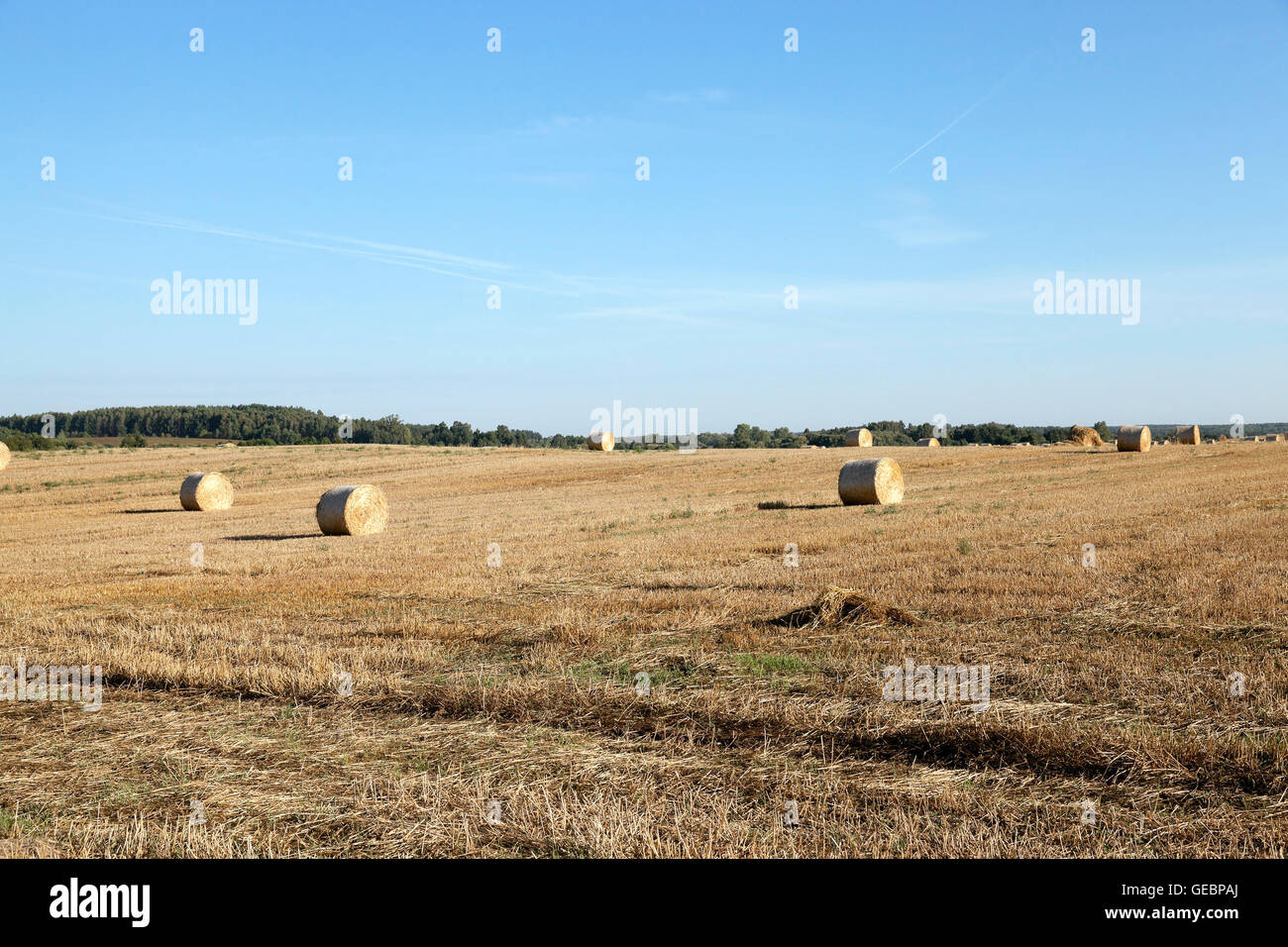 haystacks in a field of straw Stock Photo - Alamy