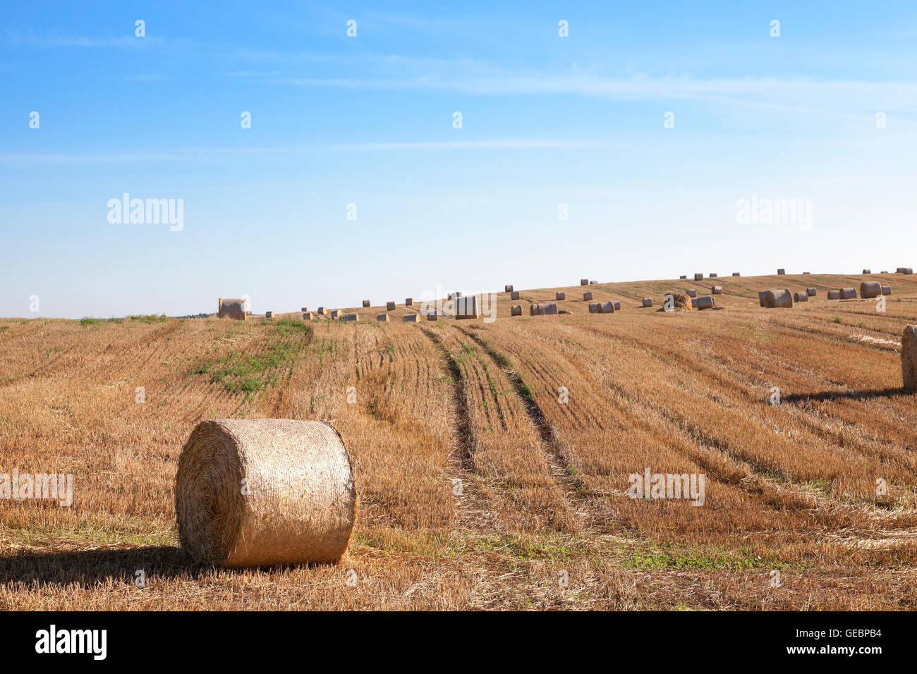 haystacks in a field of straw Stock Photo - Alamy