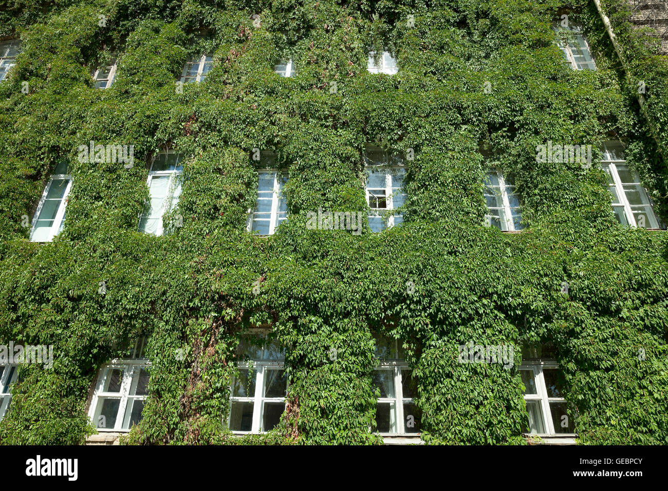 building in the ivy Stock Photo - Alamy