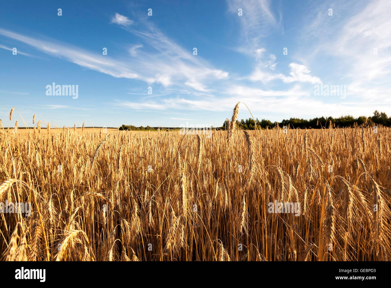 grow ripe rye Stock Photo - Alamy