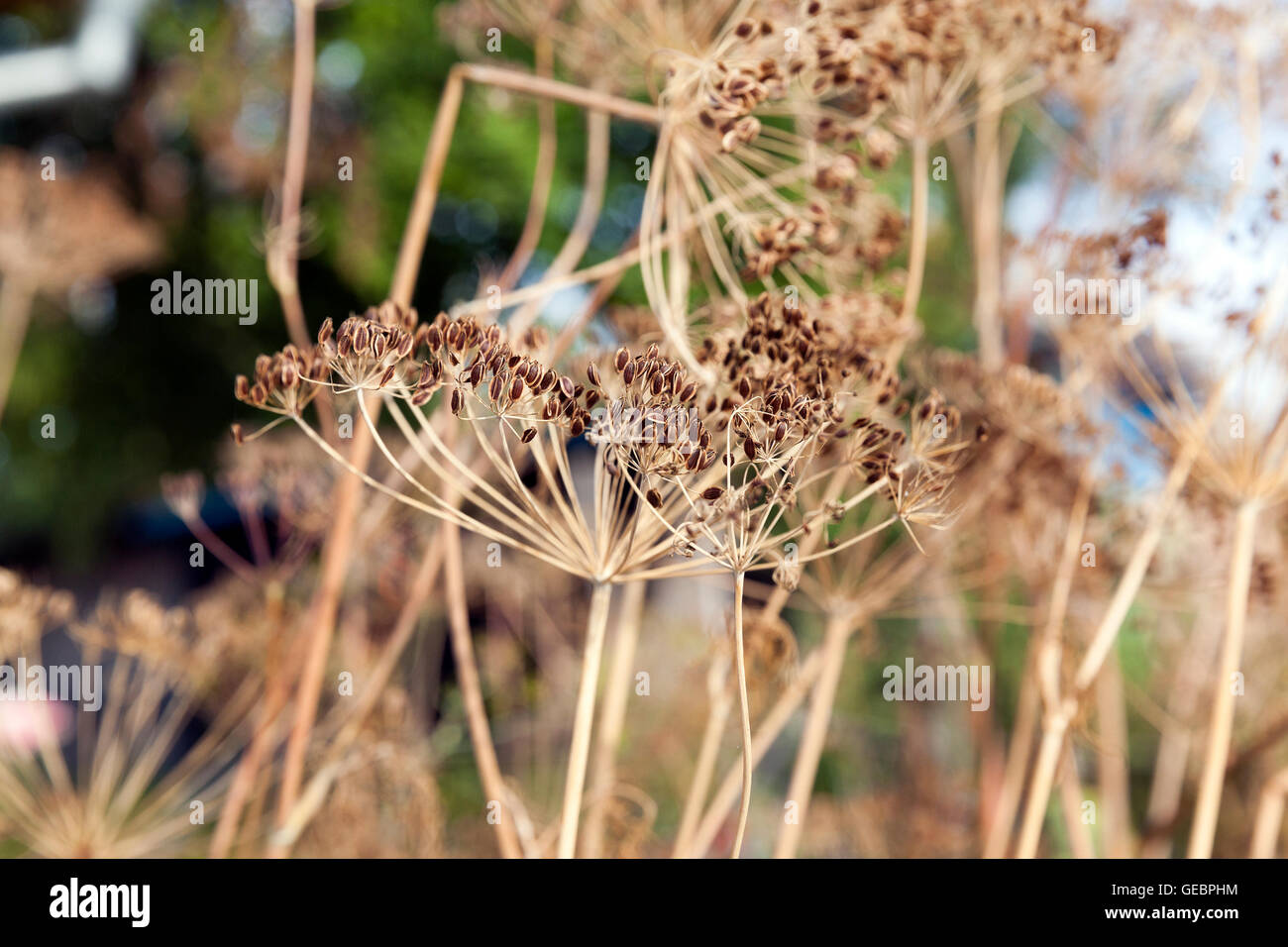 Brown stalk of fennel Stock Photo - Alamy