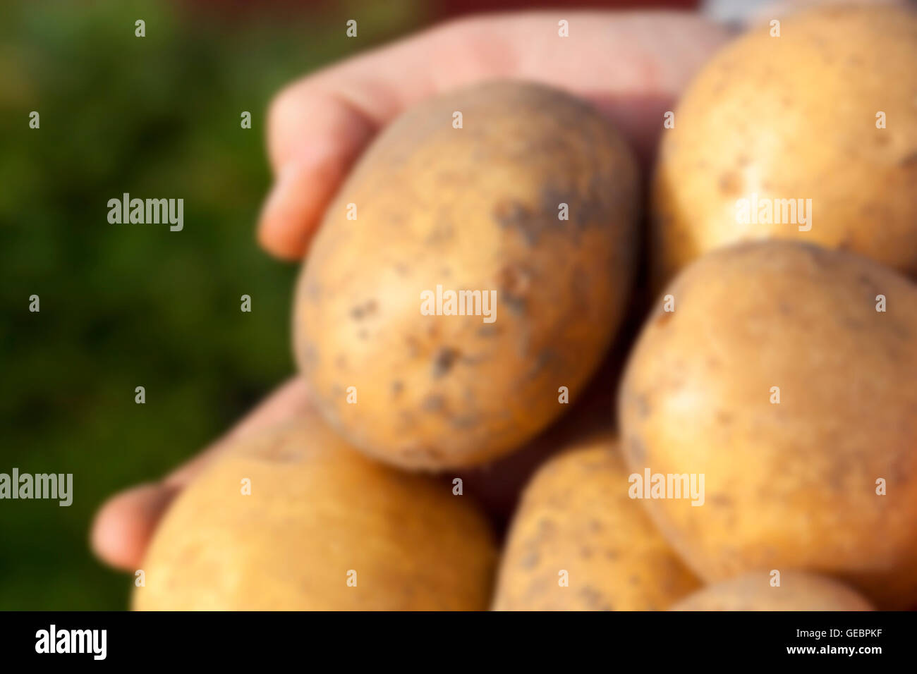 Potatoes in hand Stock Photo - Alamy