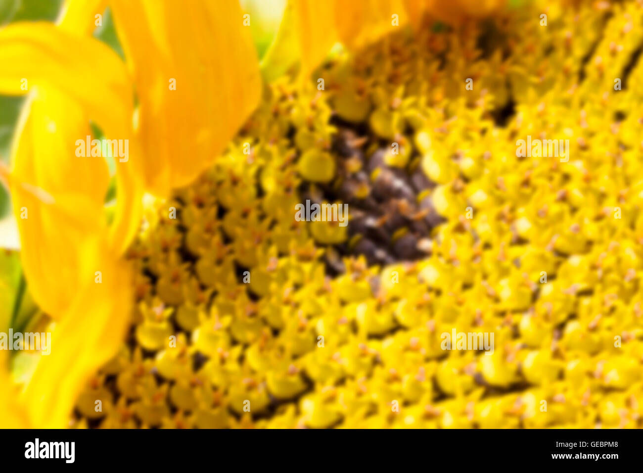 Fibonacci spiral sunflower hi-res stock photography and images - Alamy