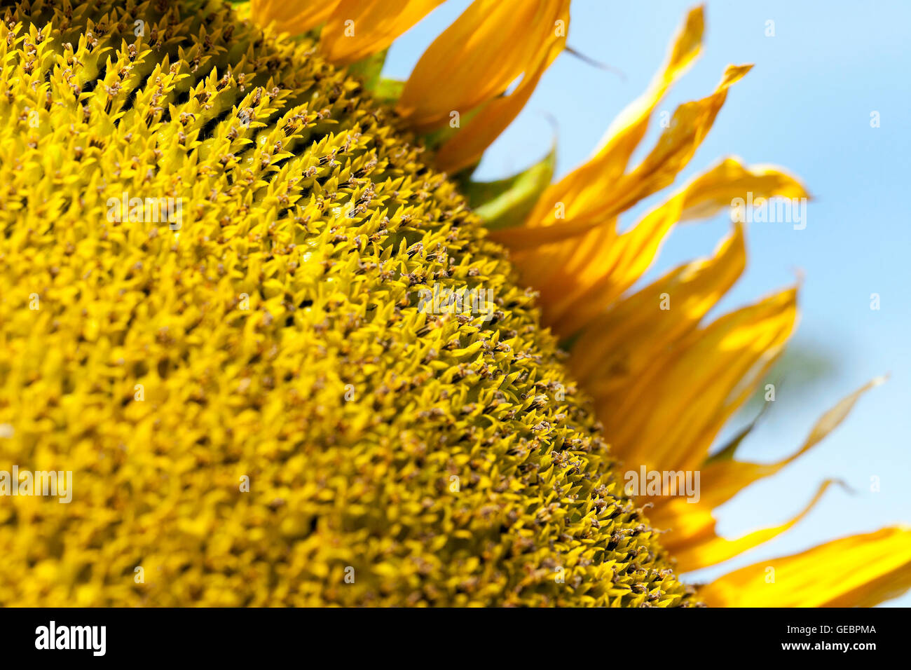 photographed close-up of a sunflower Stock Photo - Alamy