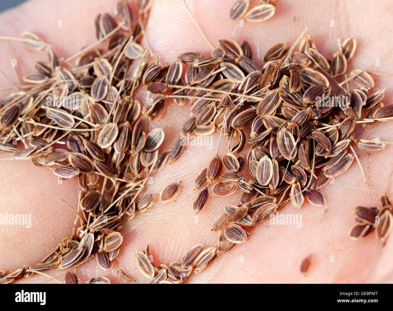 mature seeds of dill Stock Photo - Alamy