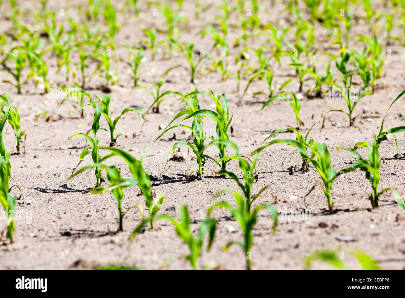 corn field. Spring Stock Photo - Alamy
