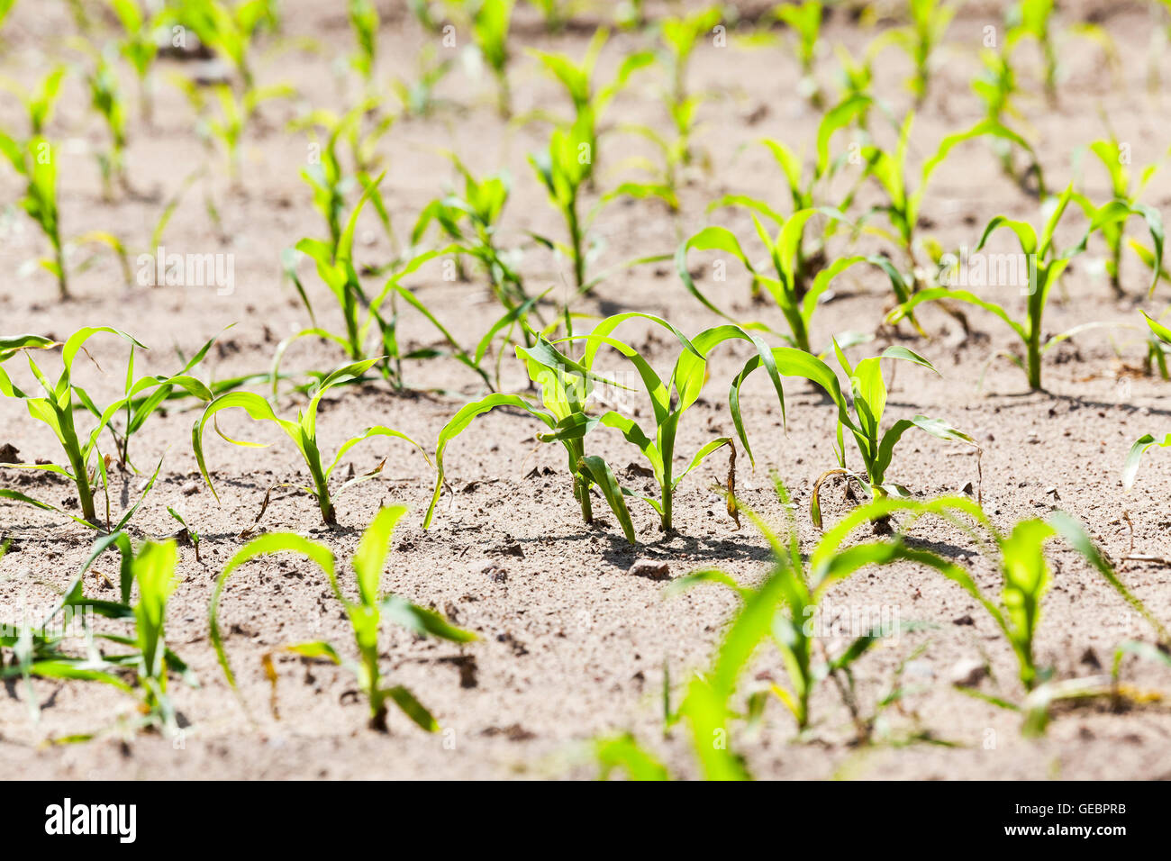 corn field. close-up Stock Photo - Alamy