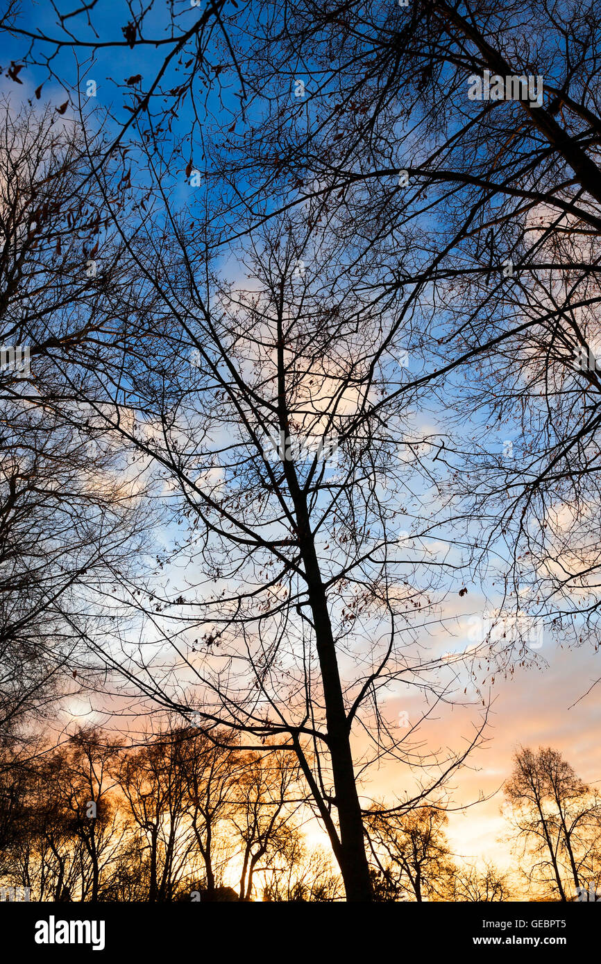 Park at sunset Stock Photo - Alamy