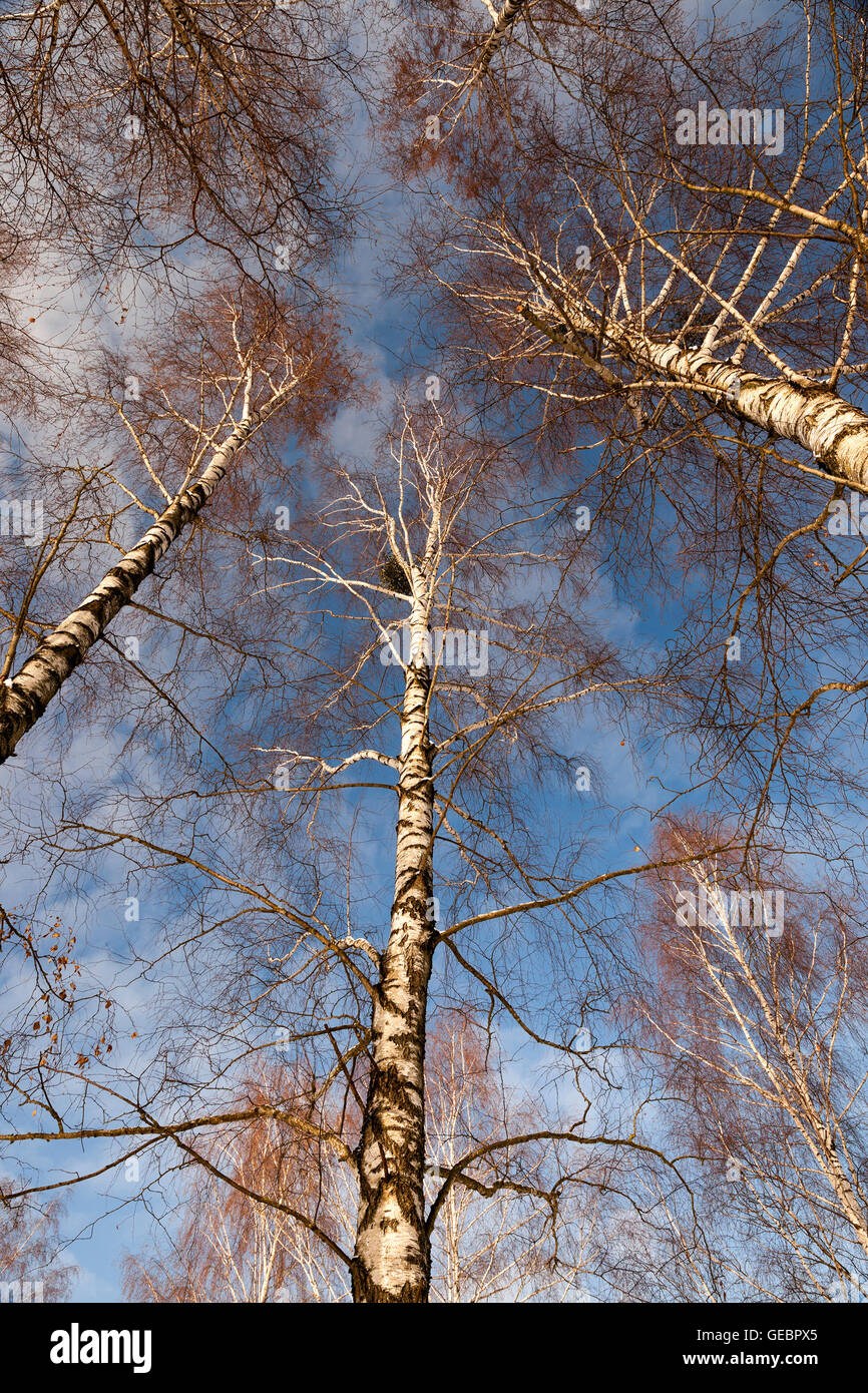 Birch tree in winter Stock Photo - Alamy