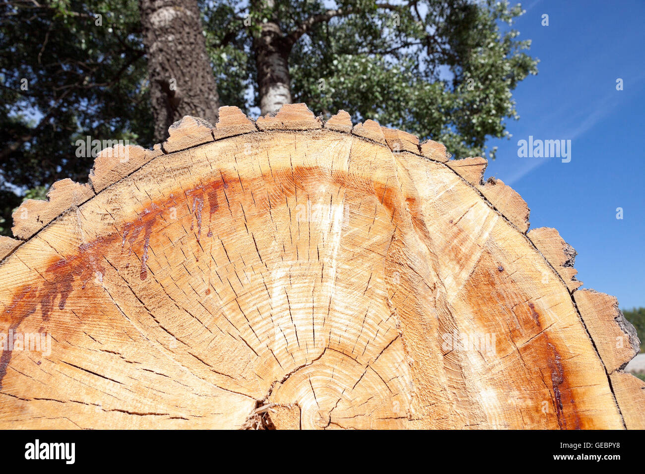 Lumberjack cutting down pine tree hi-res stock photography and images ...