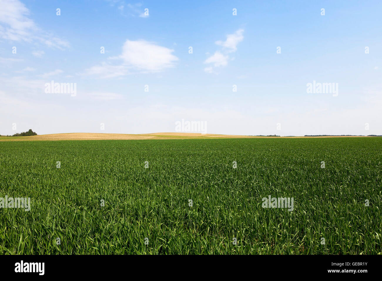 green shoots of grass Stock Photo - Alamy