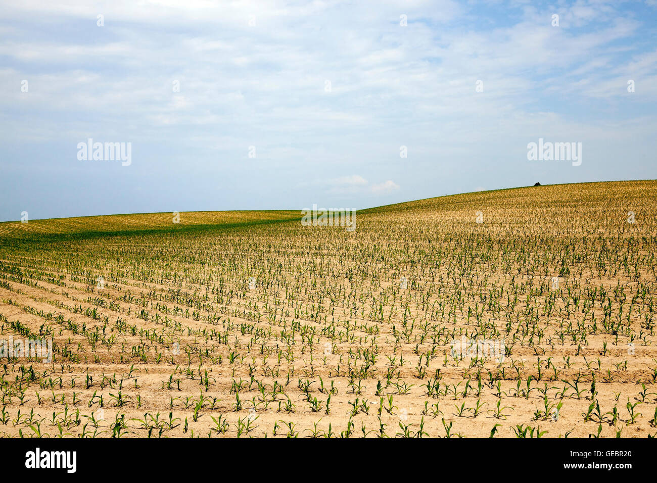 Corn field, summer Stock Photo - Alamy