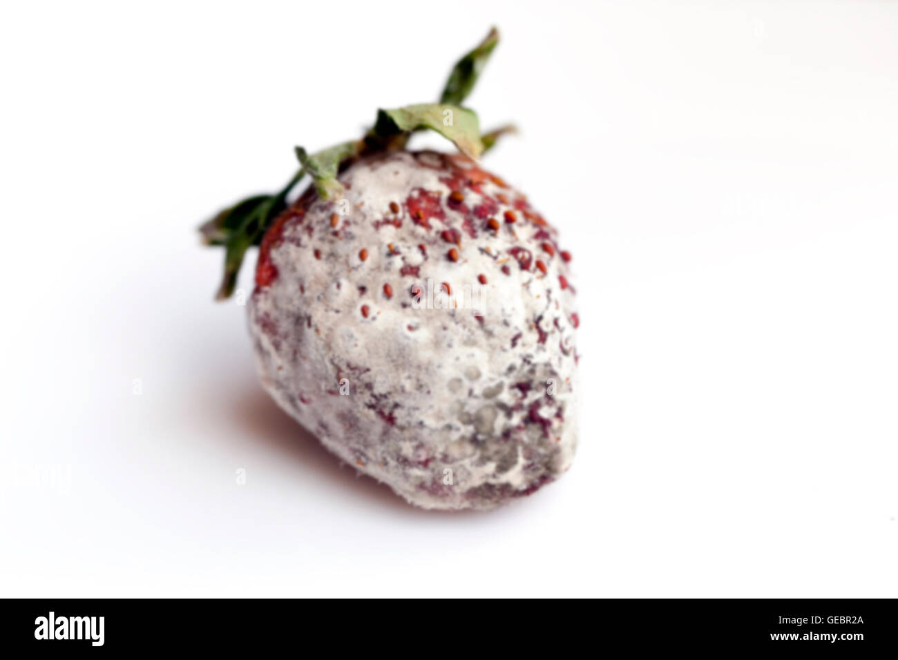 Strawberry with mold Stock Photo - Alamy