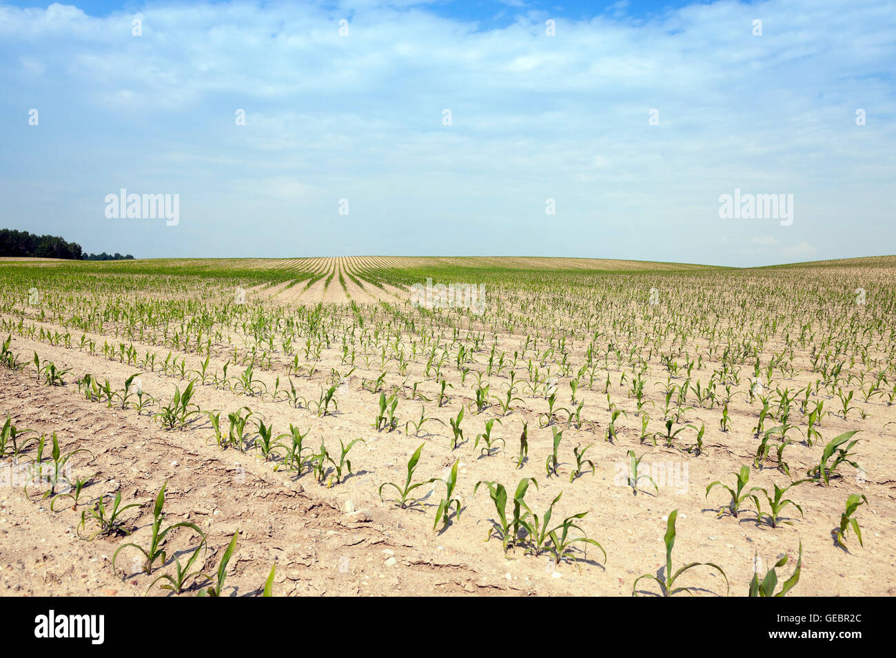 Corn field, summer Stock Photo - Alamy