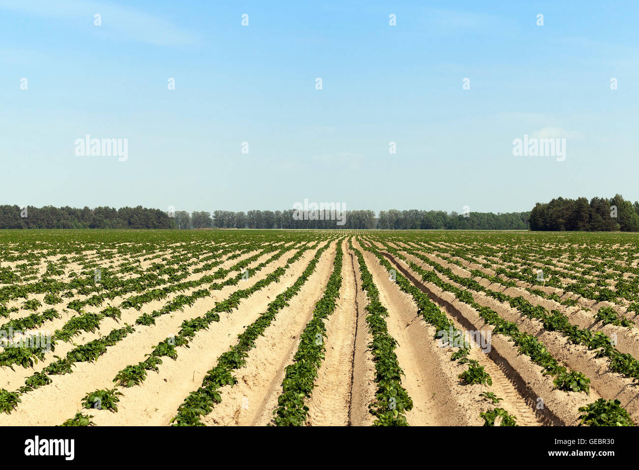 Potatoes in the field Stock Photo - Alamy