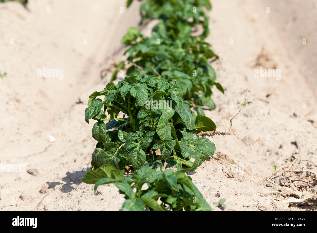 Agriculture, potato field Stock Photo - Alamy