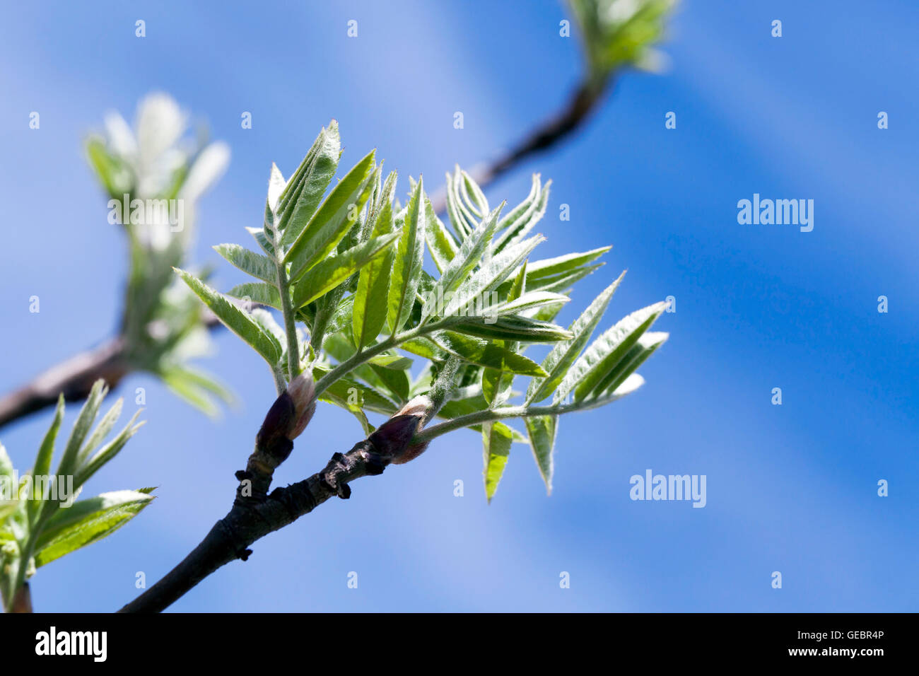 Young rowan tree hi-res stock photography and images - Alamy