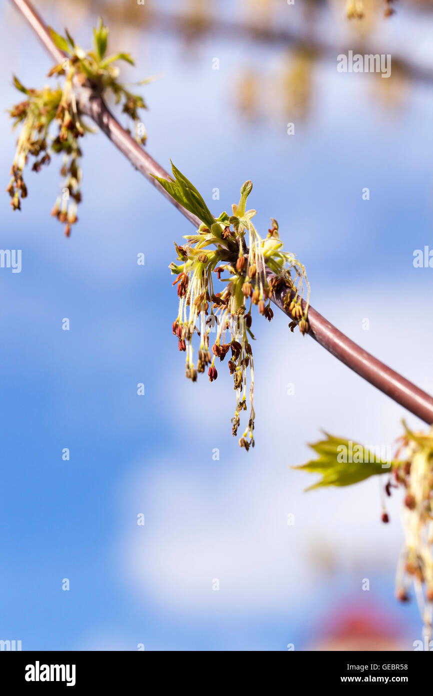 flowering maple, close up Stock Photo - Alamy