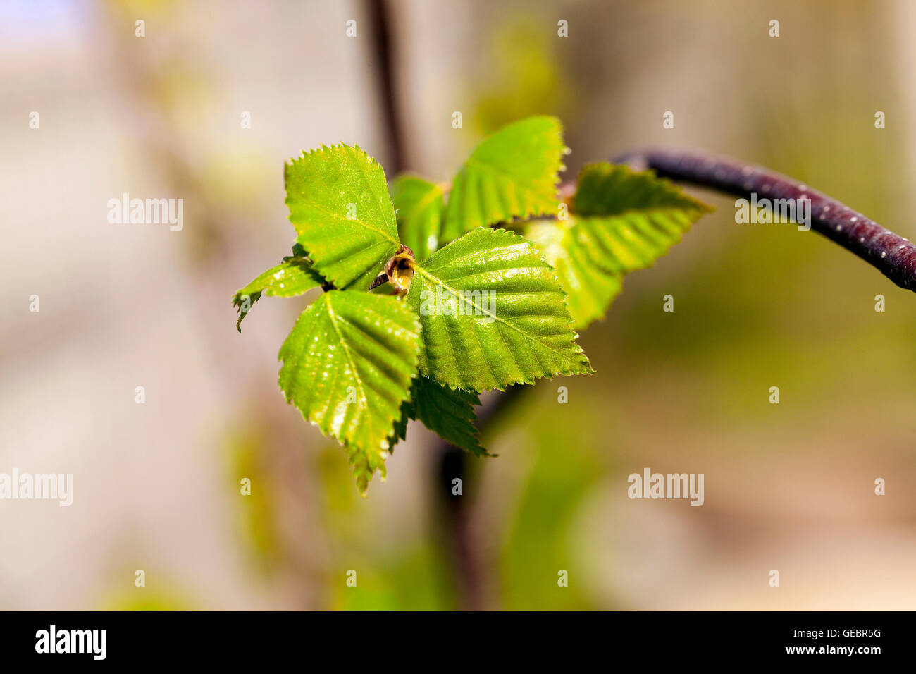 birch trees in spring Stock Photo - Alamy