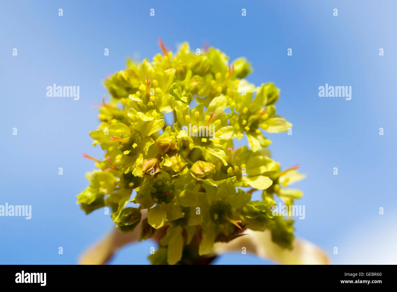 flowering maple, close up Stock Photo - Alamy