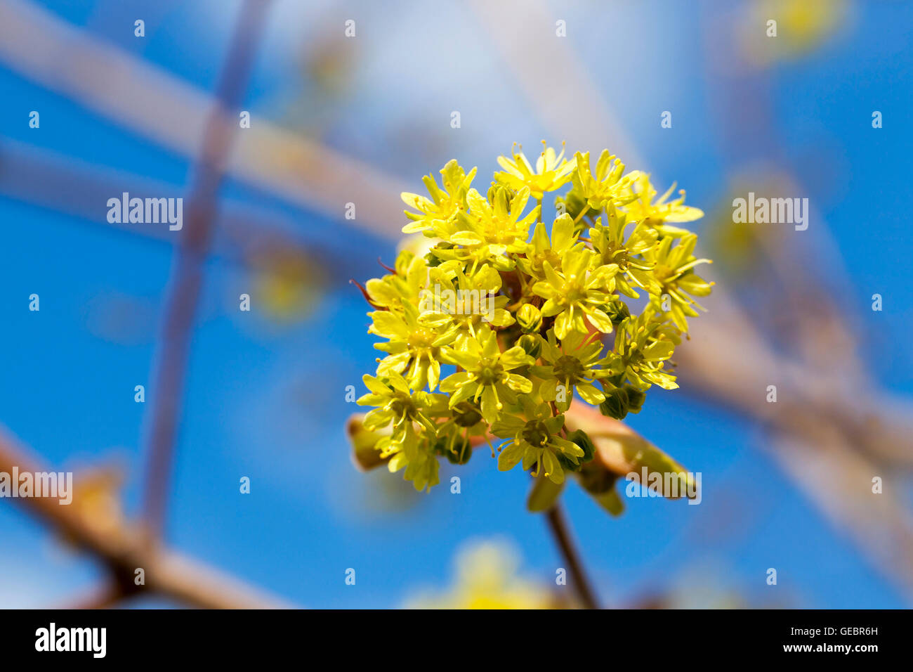 flowering maple, close up Stock Photo - Alamy