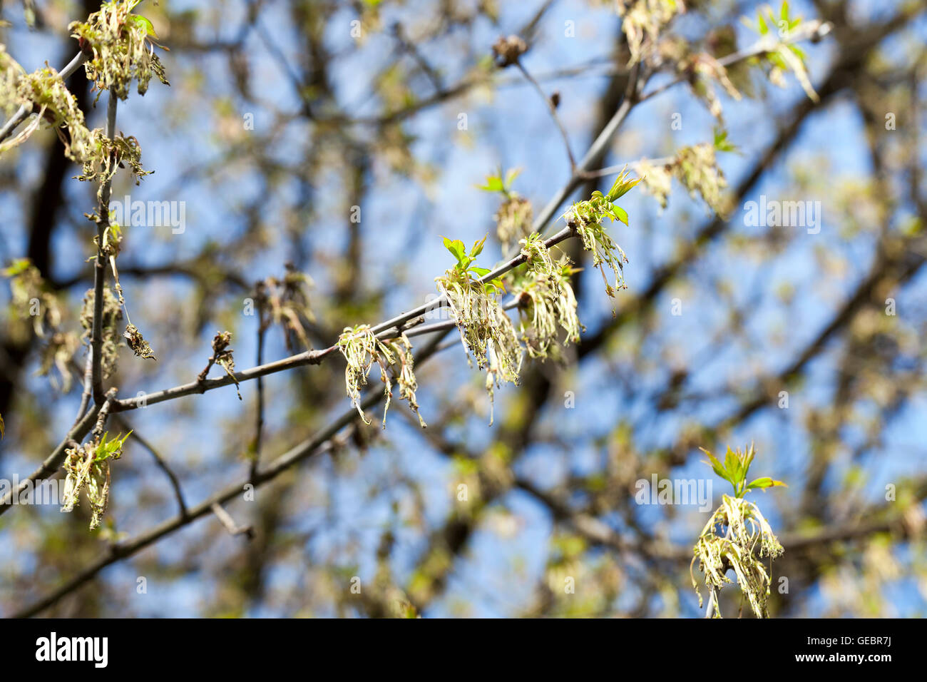 trees in the spring Stock Photo - Alamy