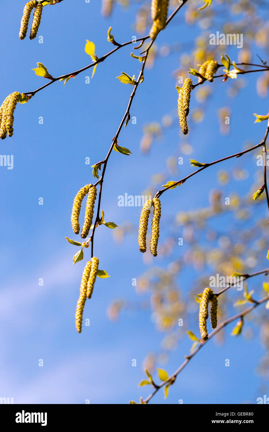 birch trees in spring Stock Photo - Alamy