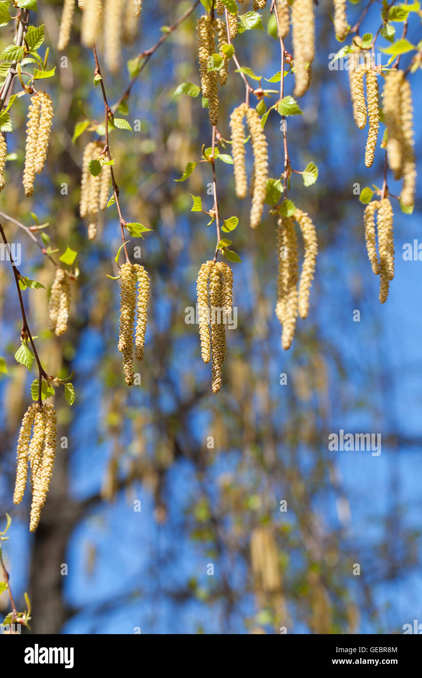birch trees in spring Stock Photo - Alamy