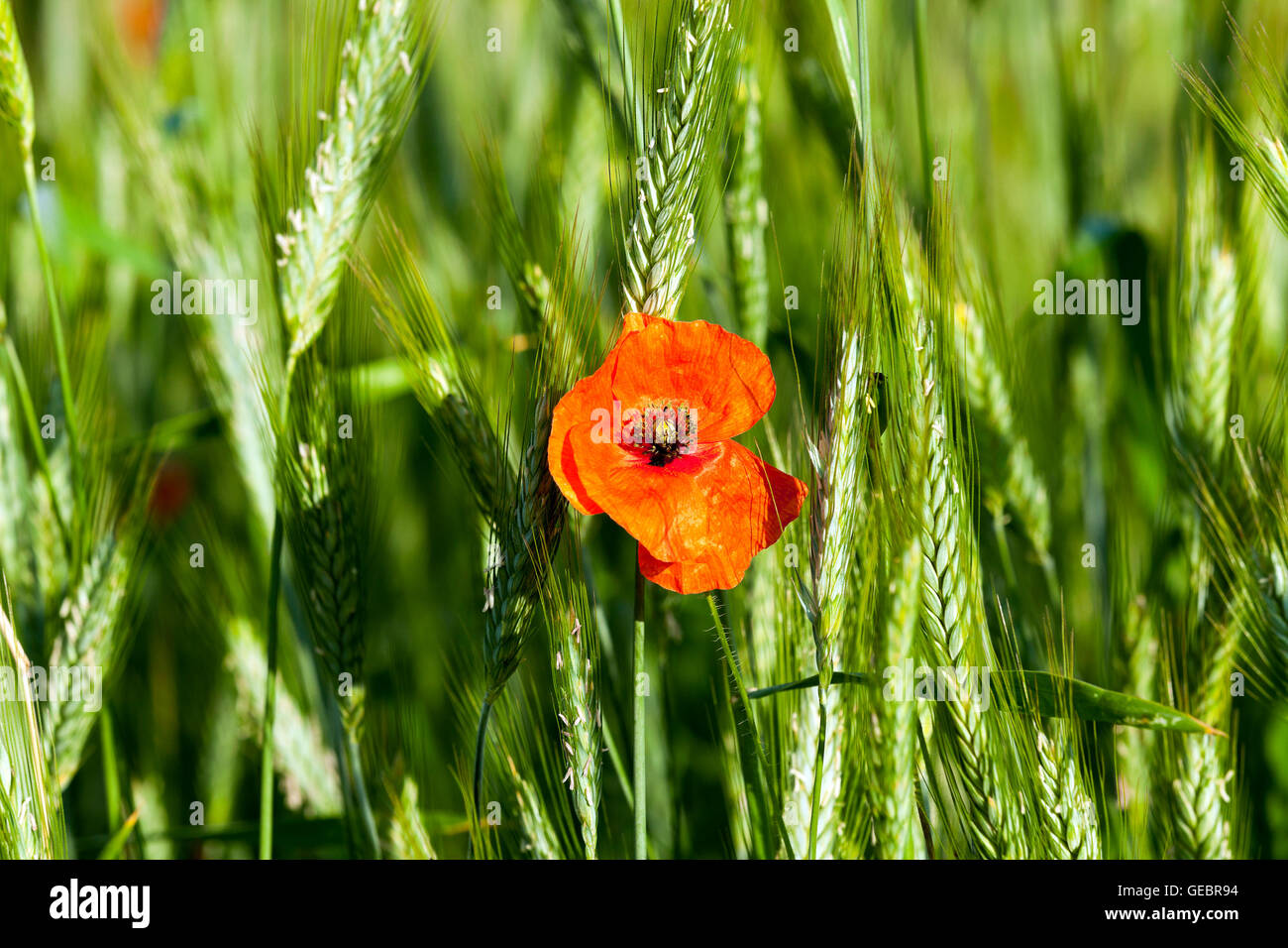 Seed stem corn poppy hi-res stock photography and images - Alamy
