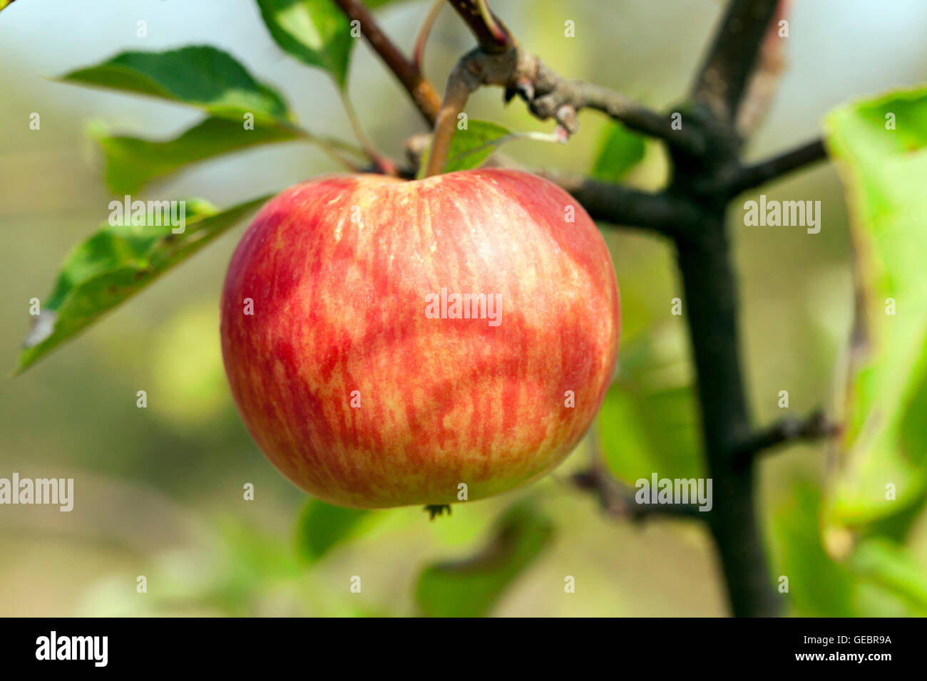 Apple falling tree hi-res stock photography and images - Alamy