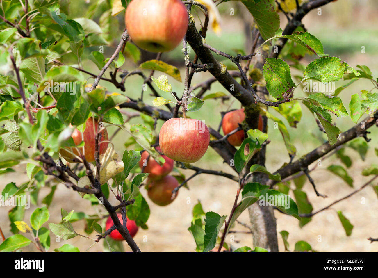 Apple on a branch Stock Photo - Alamy