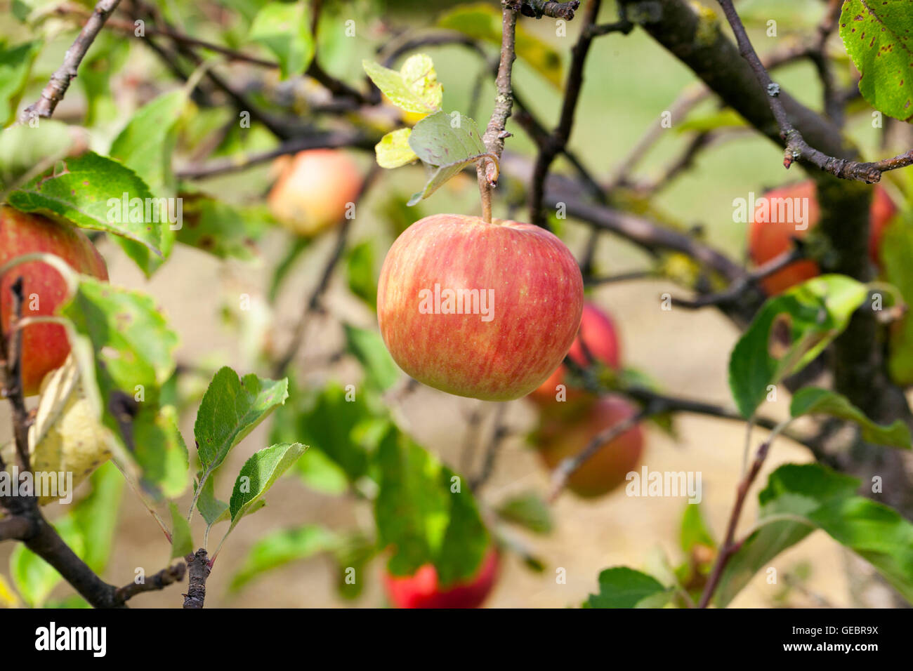 Apple on a branch Stock Photo - Alamy