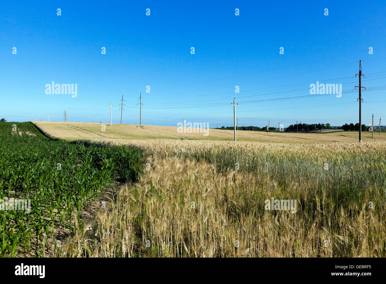 farm field cereals Stock Photo - Alamy