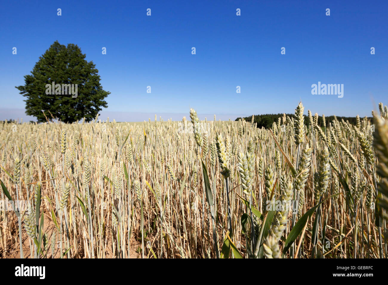wheat field, tree Stock Photo - Alamy